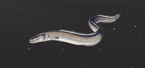 Gladde Paling boeken of inhuren - Easybookings